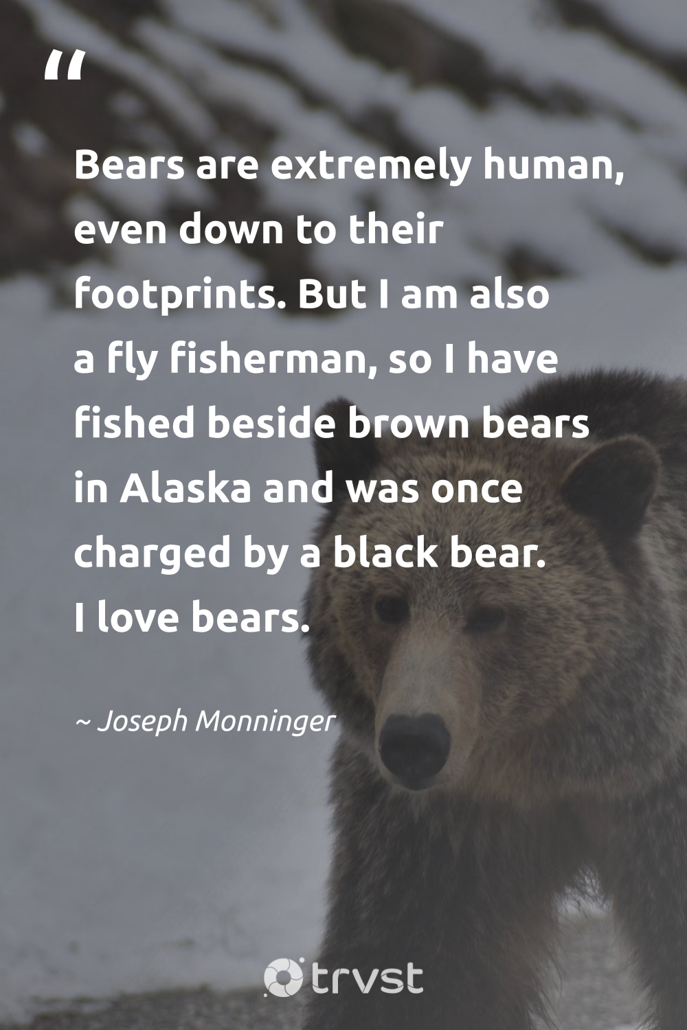 45 Bear Quotes Full Of Strength, Wisdom And Charm (2024)