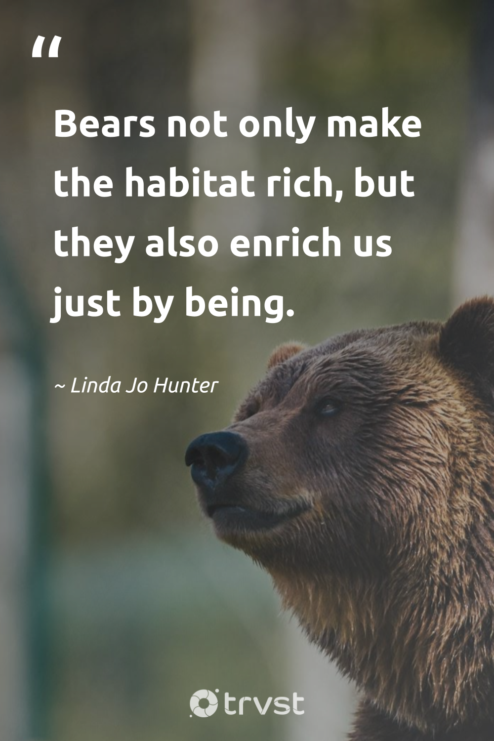 45 Bear Quotes Full Of Strength, Wisdom And Charm (2025)