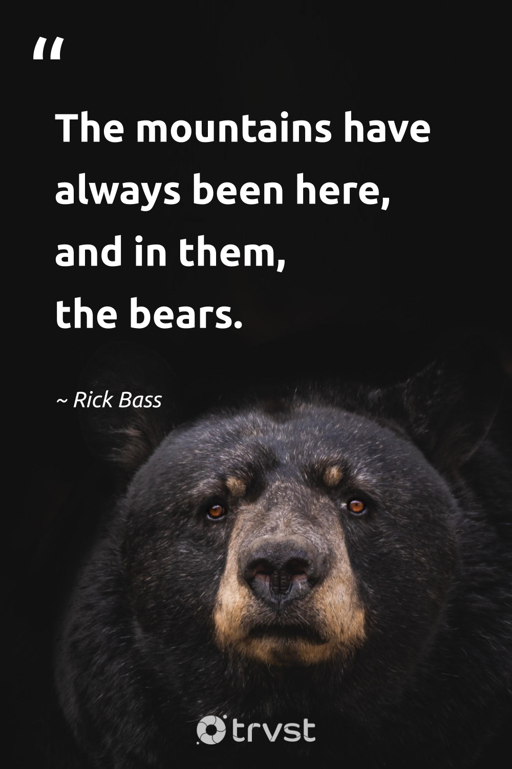 45 Bear Quotes Full Of Strength, Wisdom And Charm (2025)