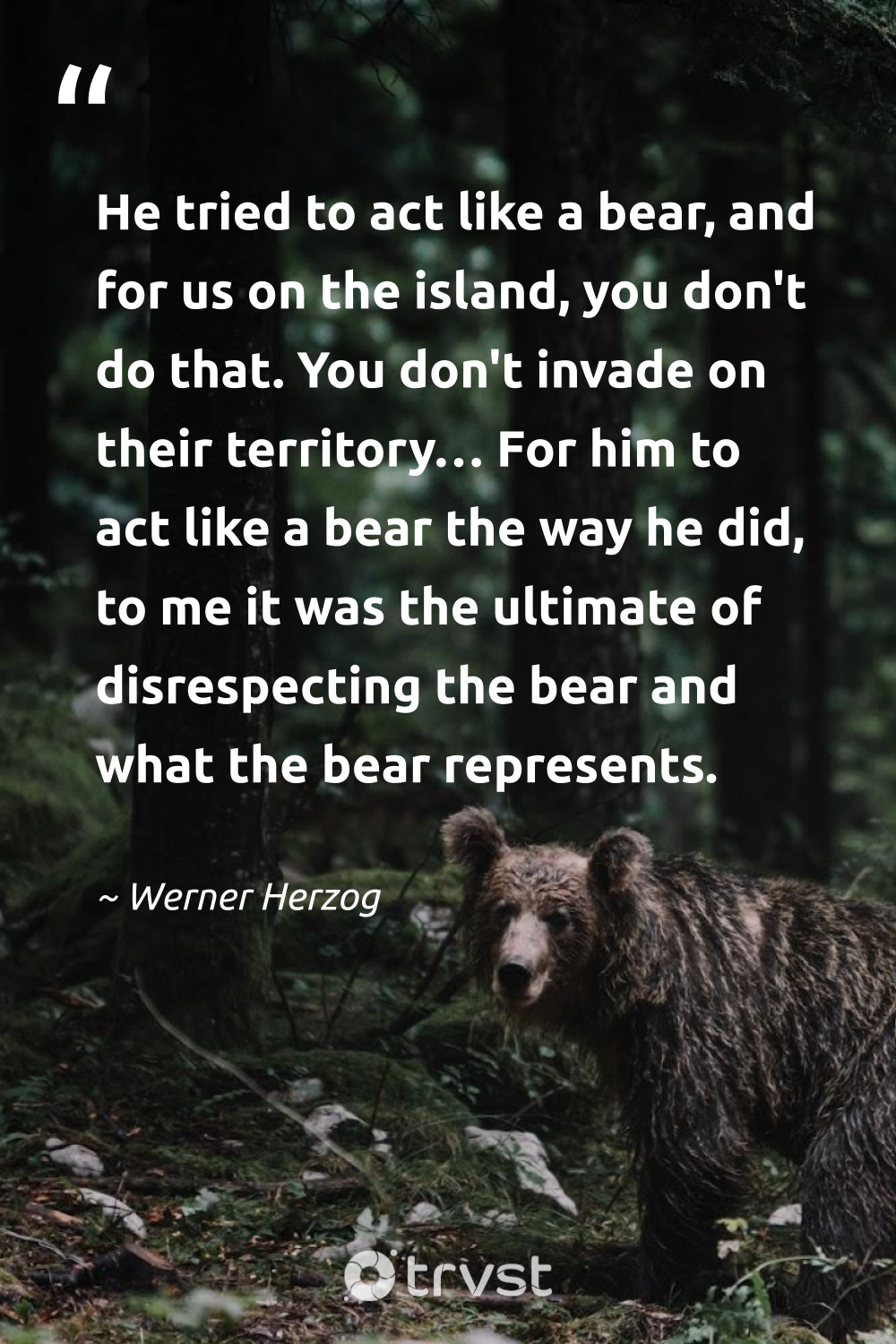 45 Bear Quotes Full Of Strength, Wisdom And Charm (2025)