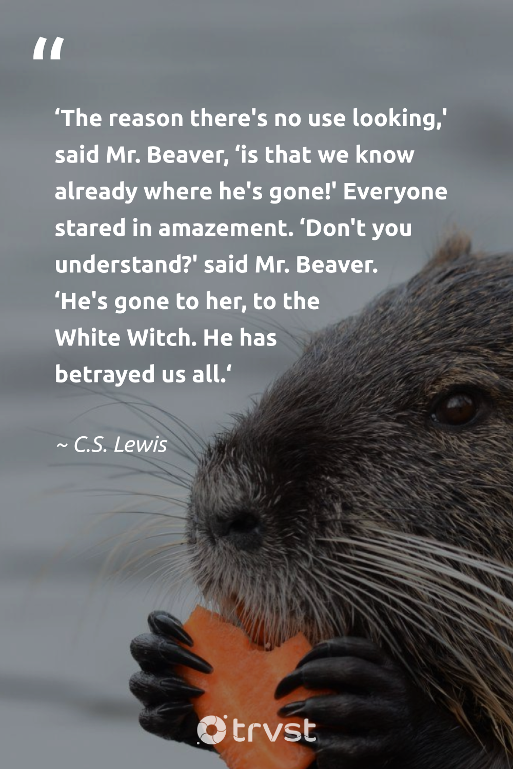 12 Beaver Quotes to Unleash Your Industrious Self