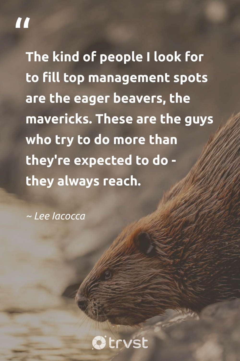 12 Beaver Quotes to Unleash Your Industrious Self