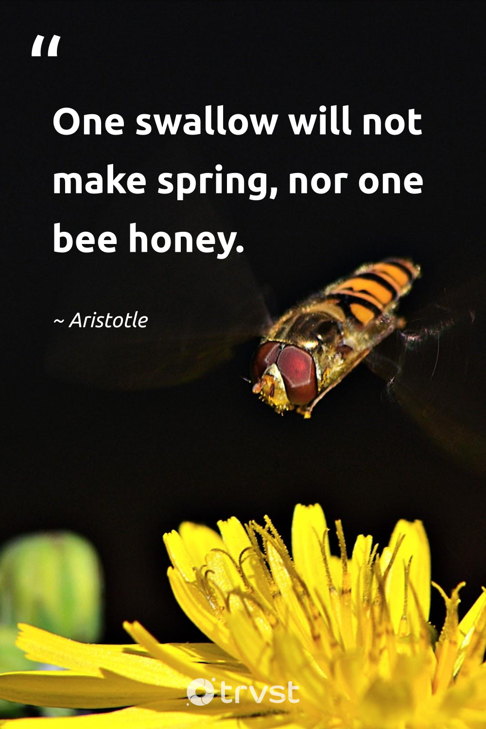 68 Bee Quotes Buzzing With Lessons And Reminders (2025)