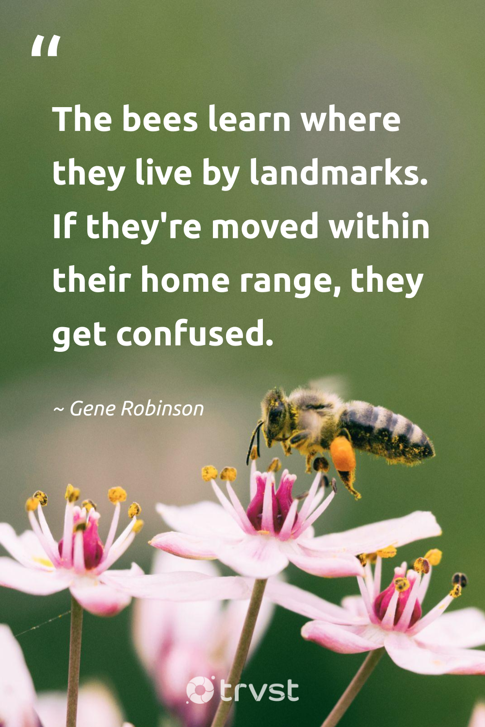 68 Bee Quotes Buzzing With Lessons And Reminders (2025)