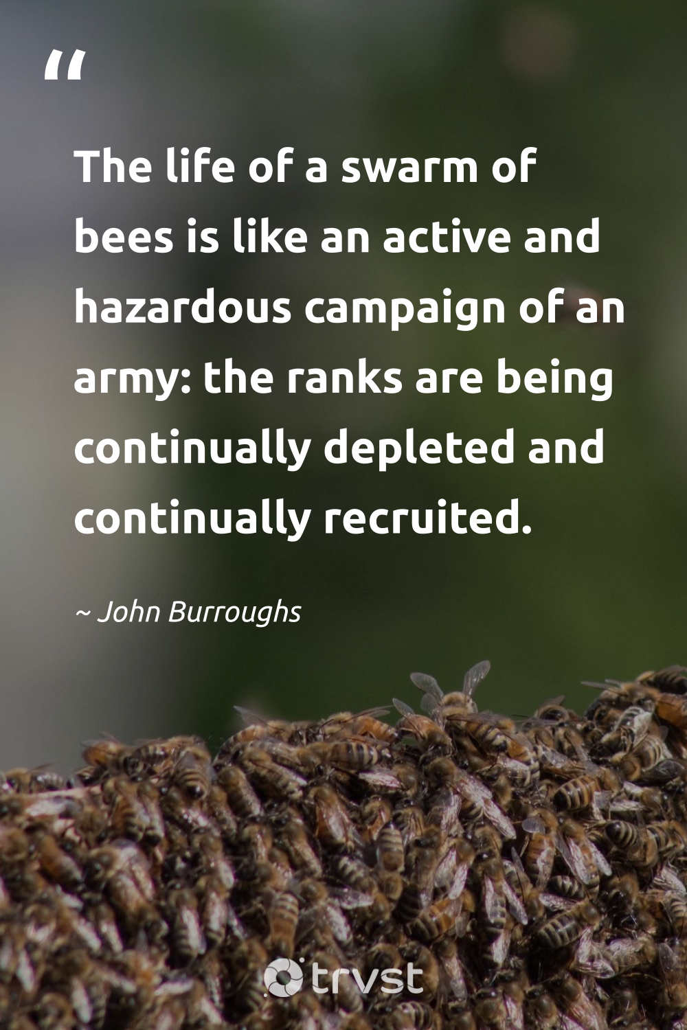 68 Bee Quotes Buzzing With Lessons And Reminders (2025)