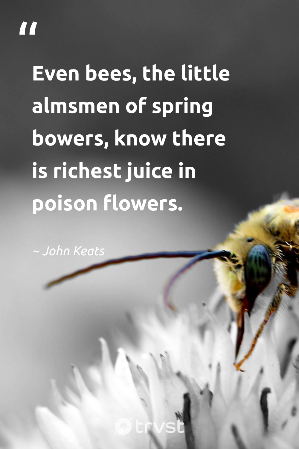 68 Bee Quotes Buzzing With Lessons And Reminders (2025)