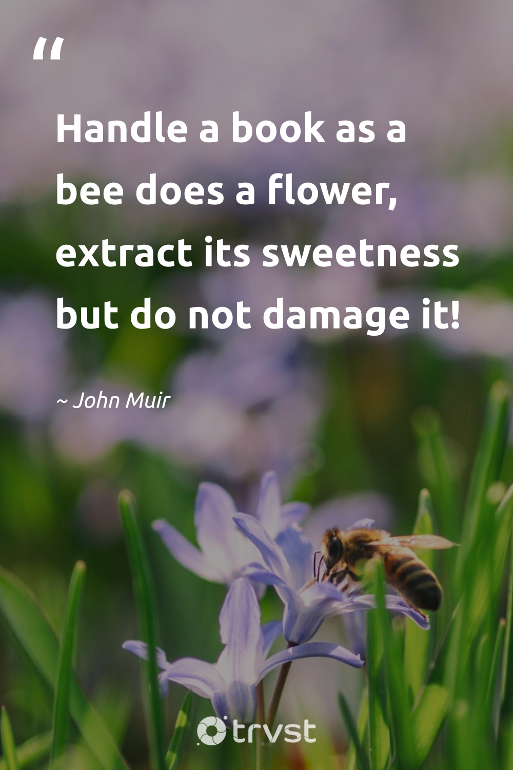 68 Bee Quotes Buzzing With Lessons And Reminders (2025)