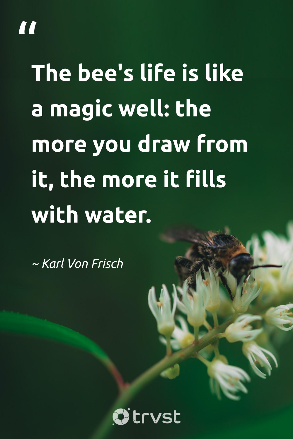 68 Bee Quotes Buzzing With Lessons And Reminders (2025)