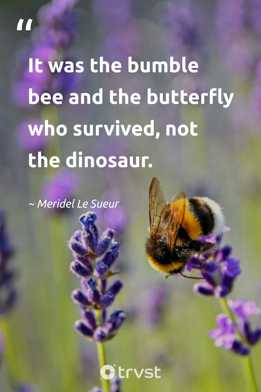 68 Bee Quotes Buzzing With Lessons And Reminders (2025)