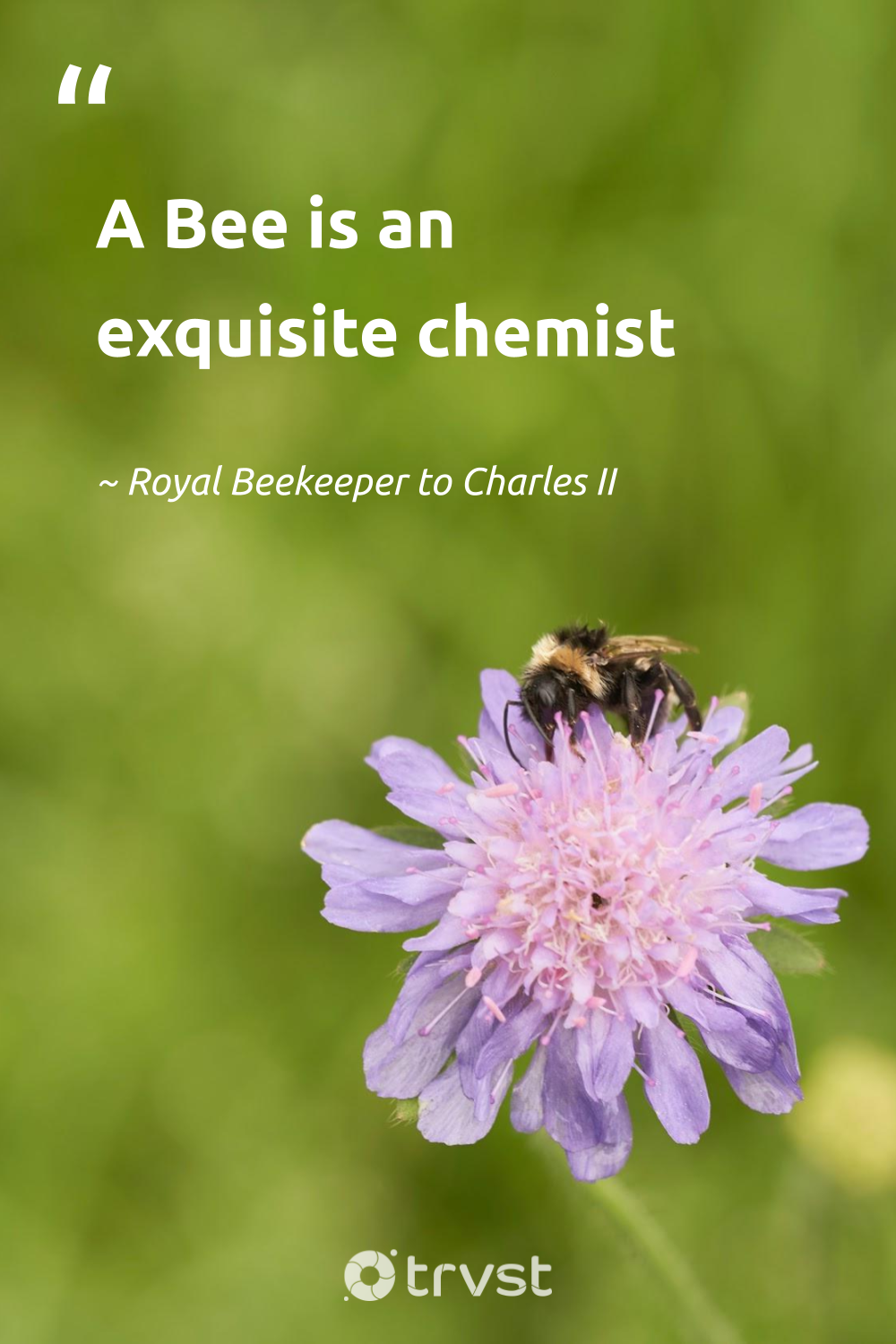 68 Bee Quotes Buzzing With Lessons And Reminders (2025)