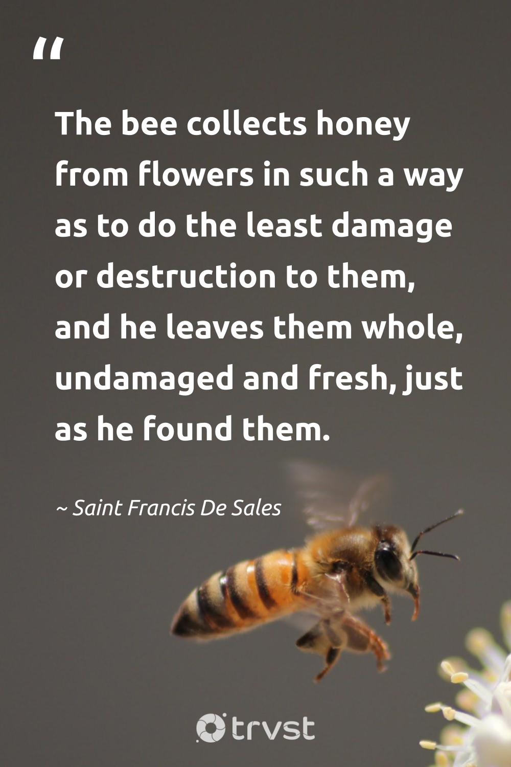 68 Bee Quotes Buzzing With Lessons And Reminders (2025)