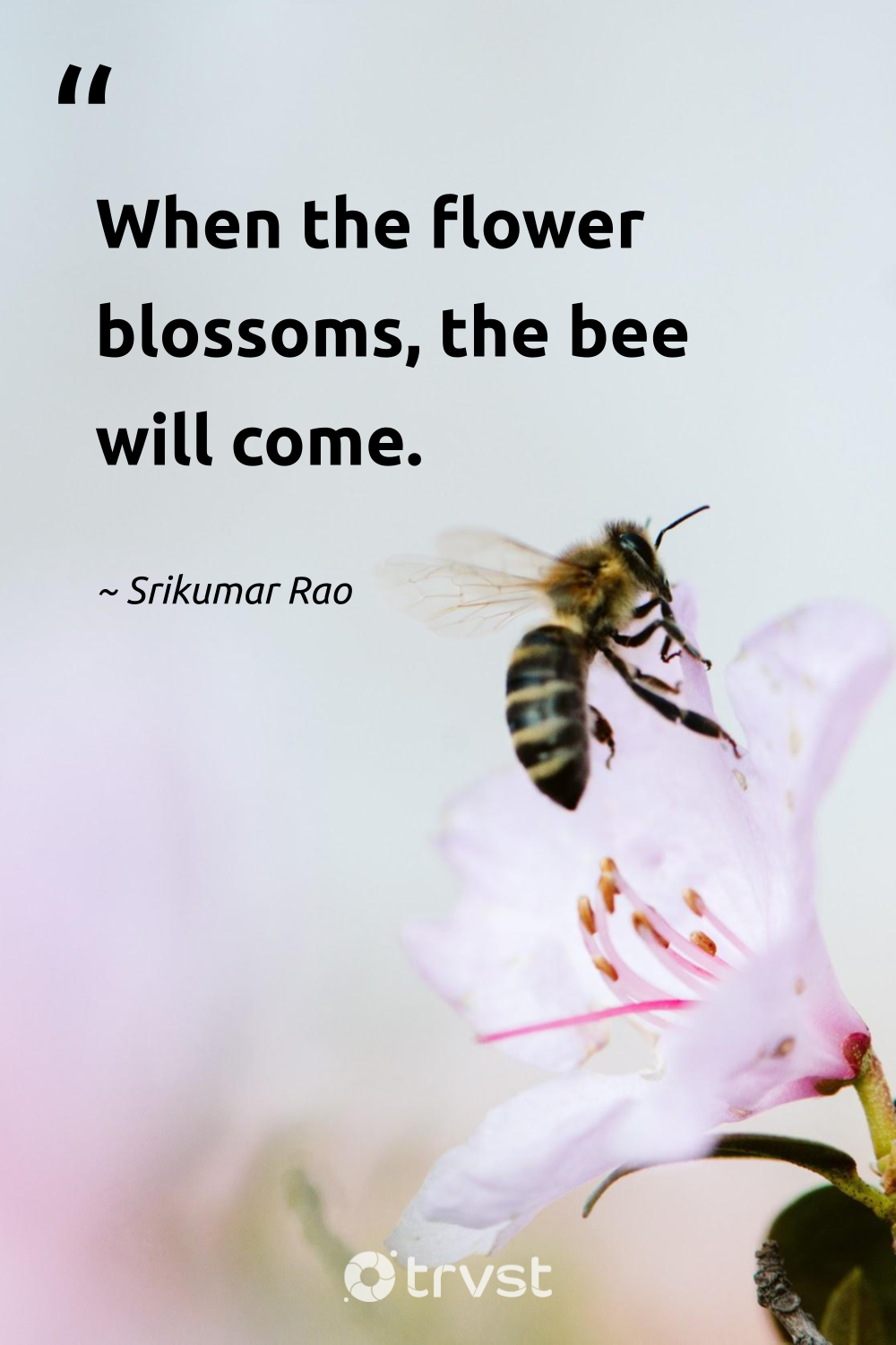68 Bee Quotes Buzzing With Lessons And Reminders (2025)