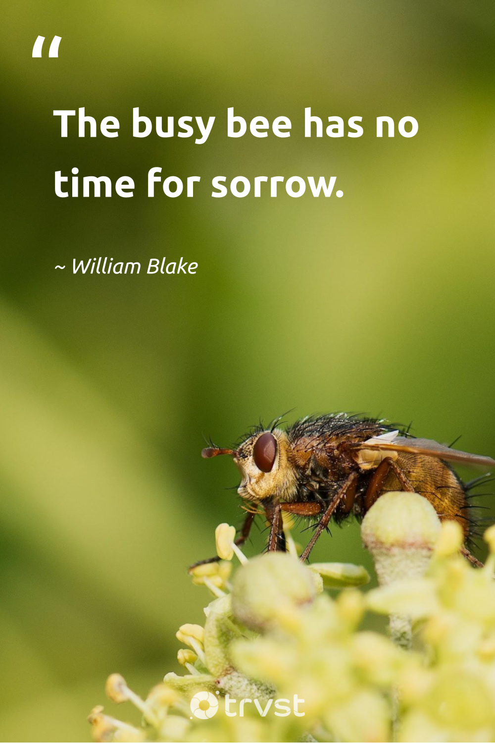 68 Bee Quotes Buzzing With Lessons And Reminders (2025)