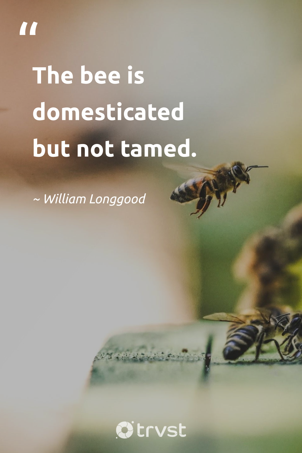 68 Bee Quotes Buzzing With Lessons And Reminders (2025)