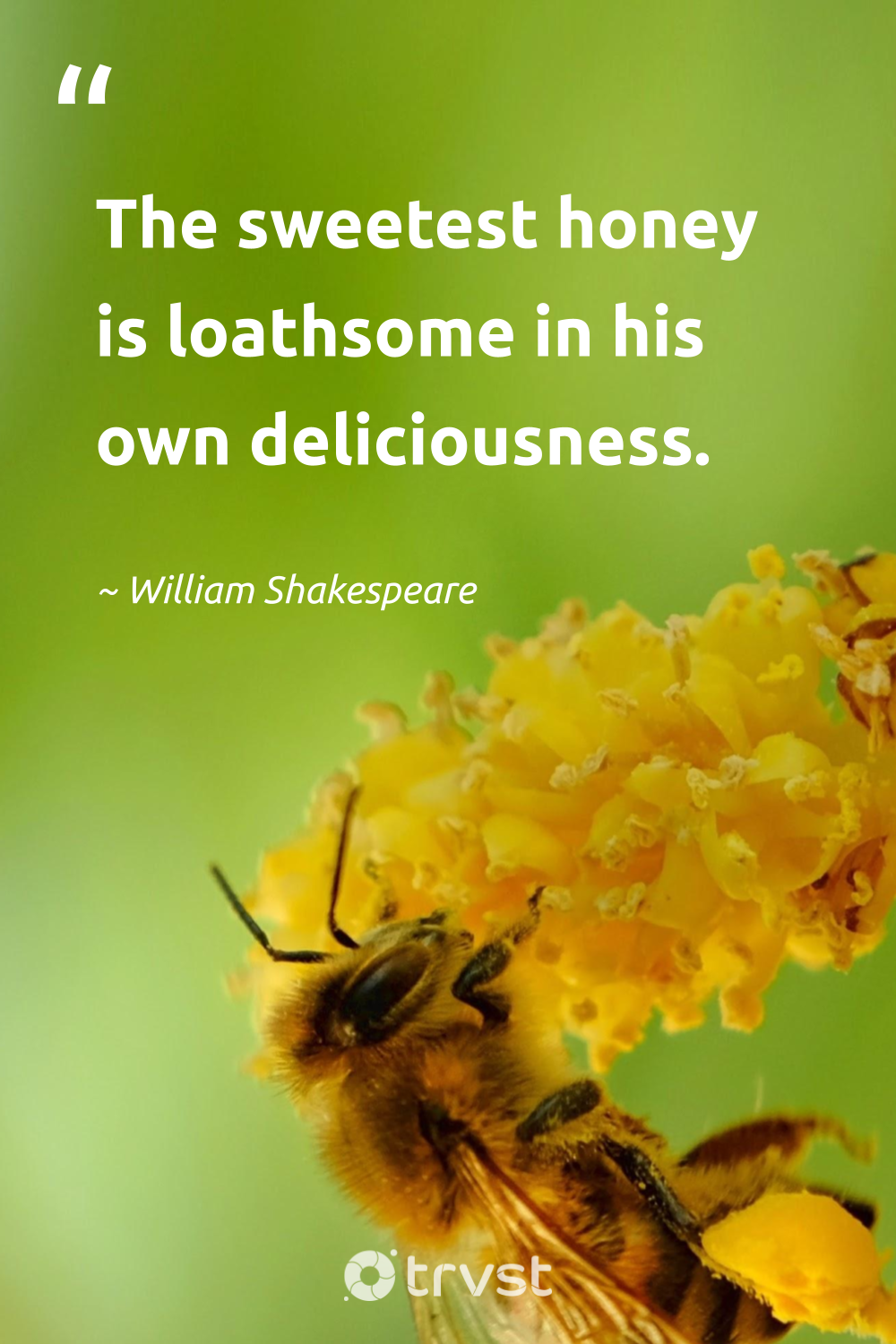 68 Bee Quotes Buzzing With Lessons And Reminders (2025)