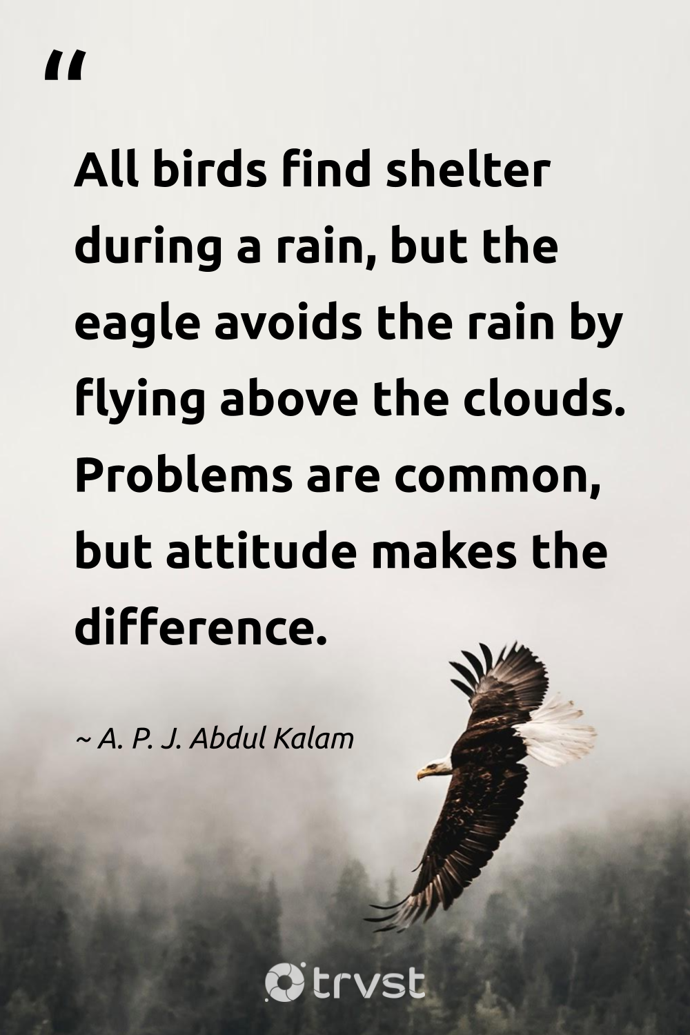 86 Bird Quotes And Sayings About Freedom And More (2025)