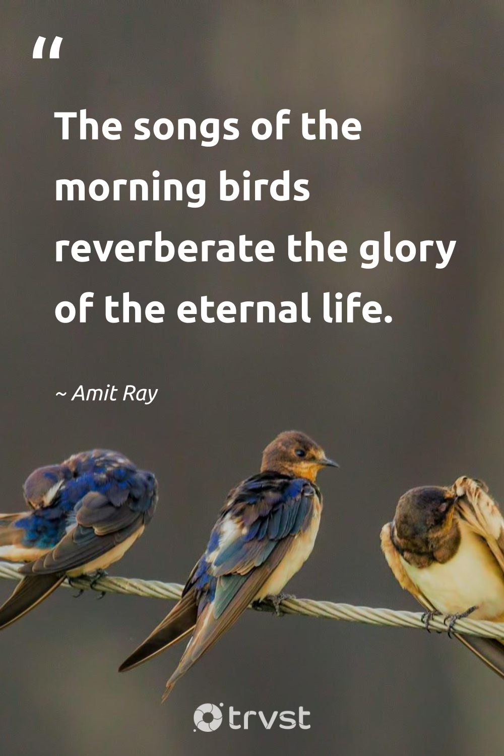 86 Bird Quotes And Sayings About Freedom And More (2024)