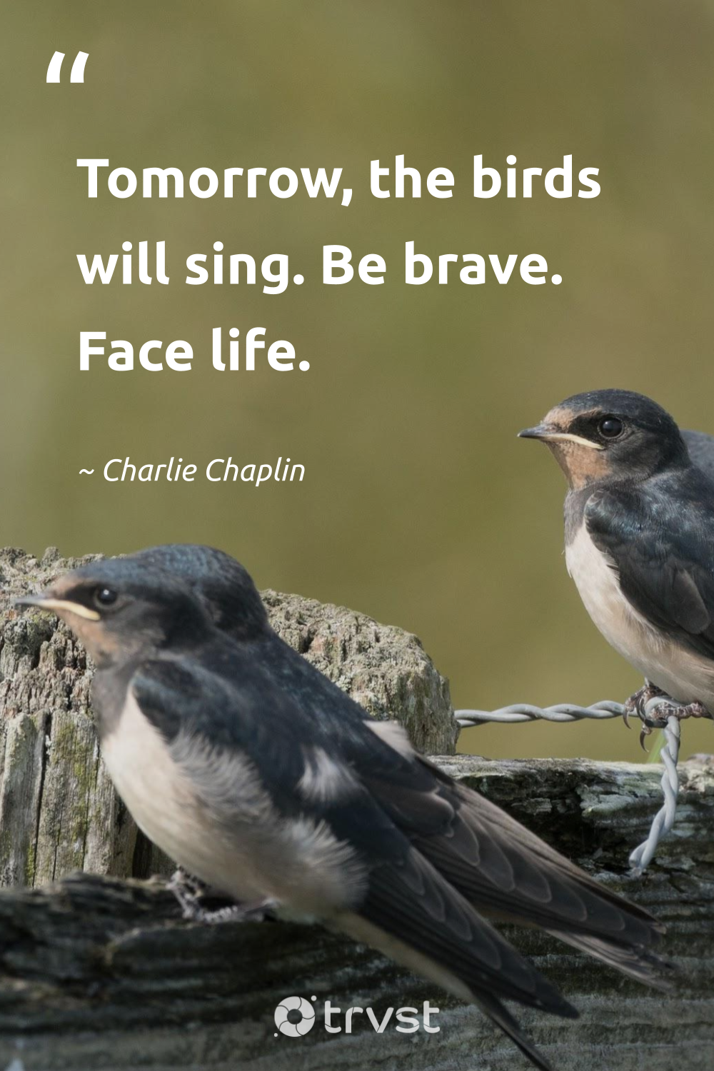 86 Bird Quotes And Sayings About Freedom And More (2025)