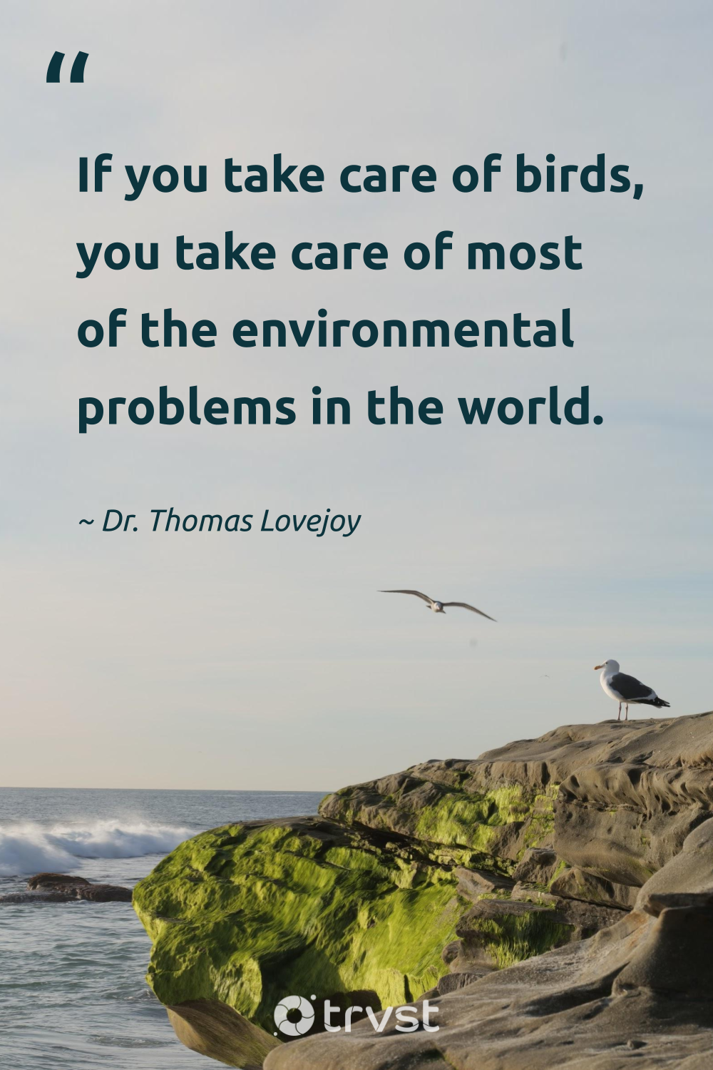 86 Bird Quotes And Sayings About Freedom And More (2025)