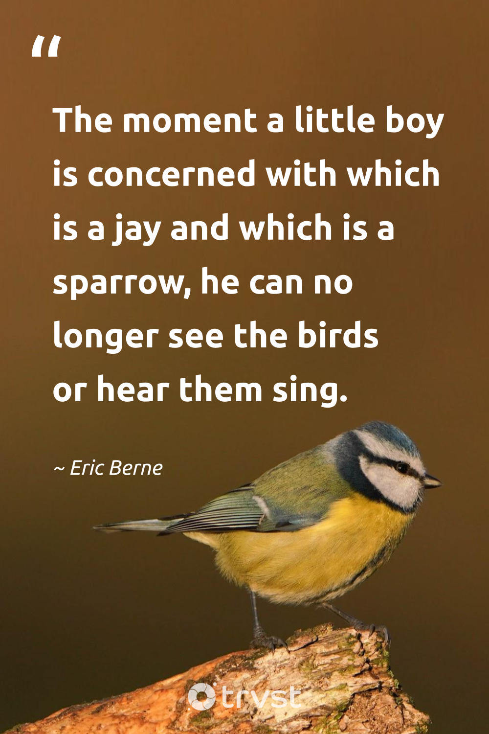 86 Bird Quotes And Sayings About Freedom And More (2024)