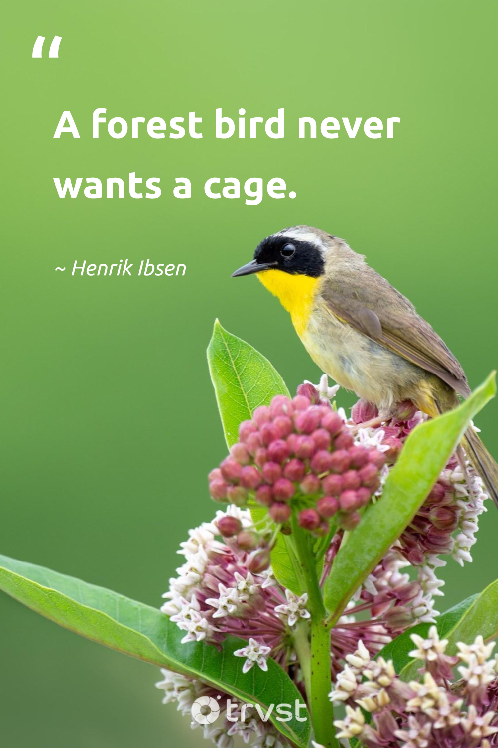 86 Bird Quotes And Sayings About Freedom And More (2024)