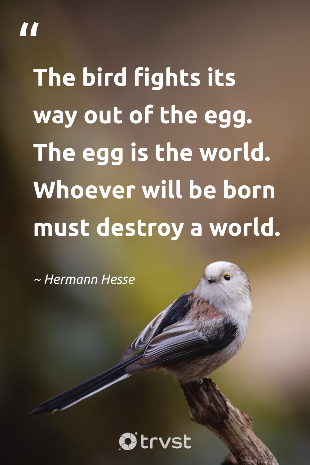 86 Bird Quotes And Sayings About Freedom And More (2024)