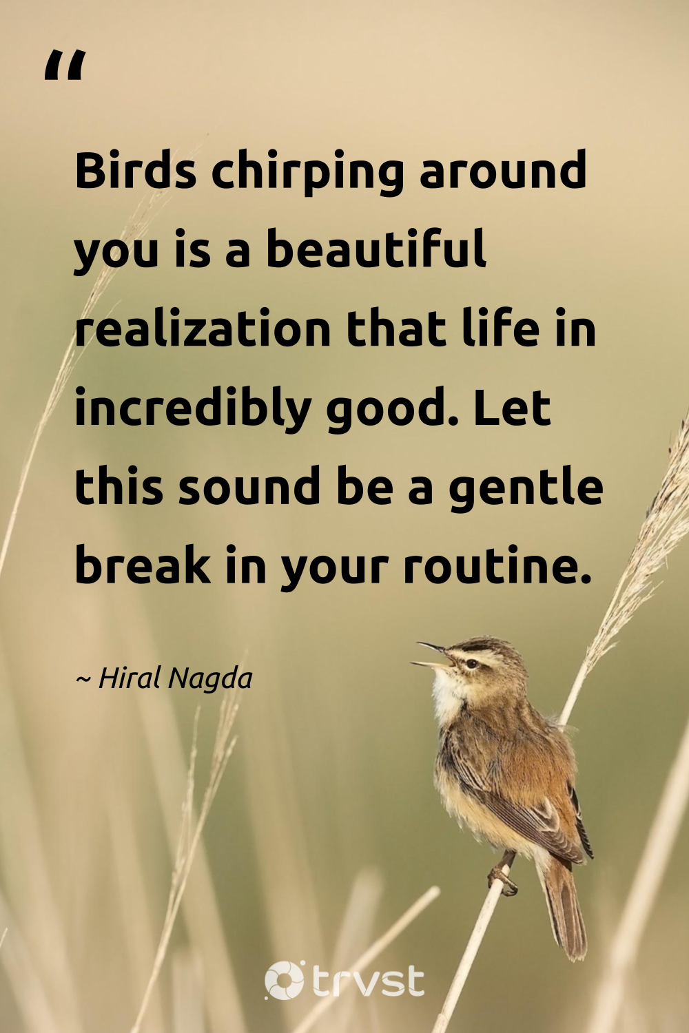 86 Bird Quotes And Sayings About Freedom And More (2024)