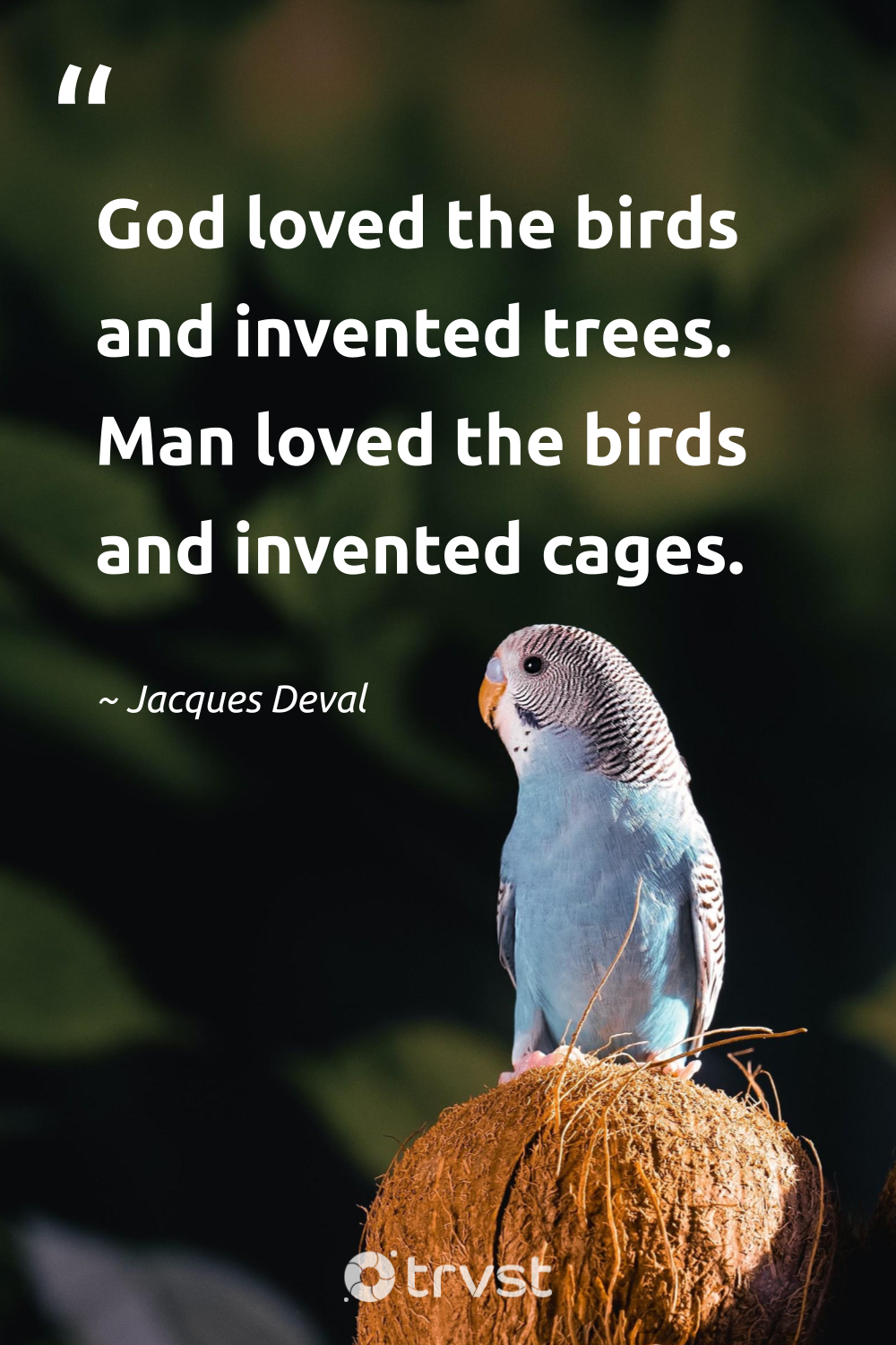 86 Bird Quotes And Sayings About Freedom And More (2025)