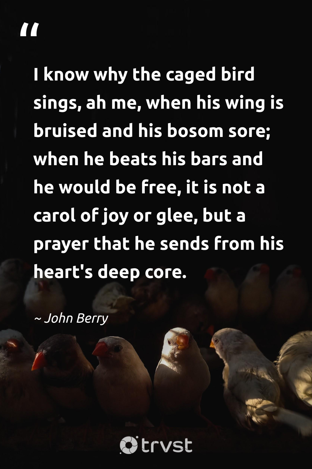 86 Bird Quotes And Sayings About Freedom And More (2024)