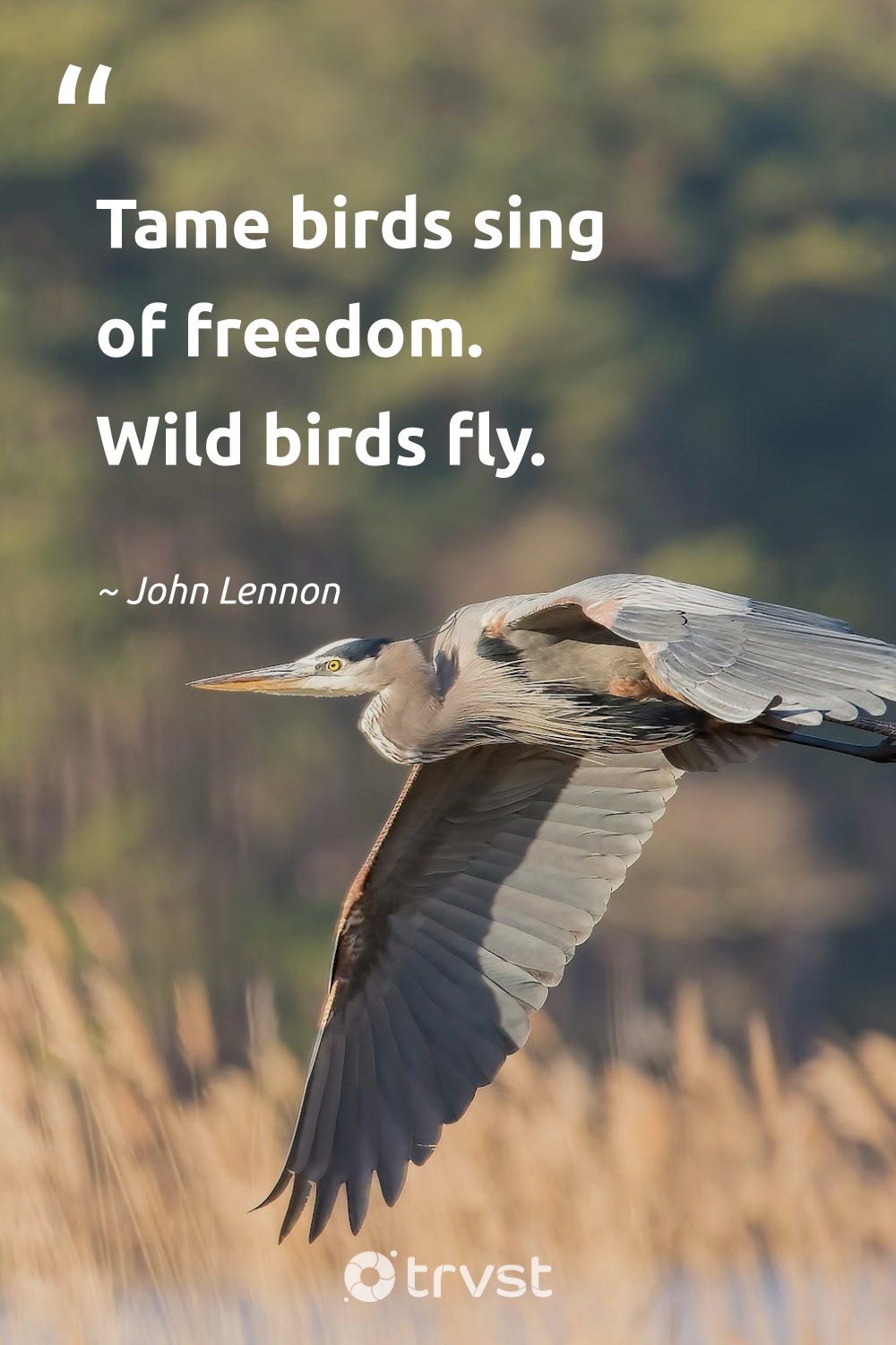 86 Bird Quotes And Sayings About Freedom And More (2024)