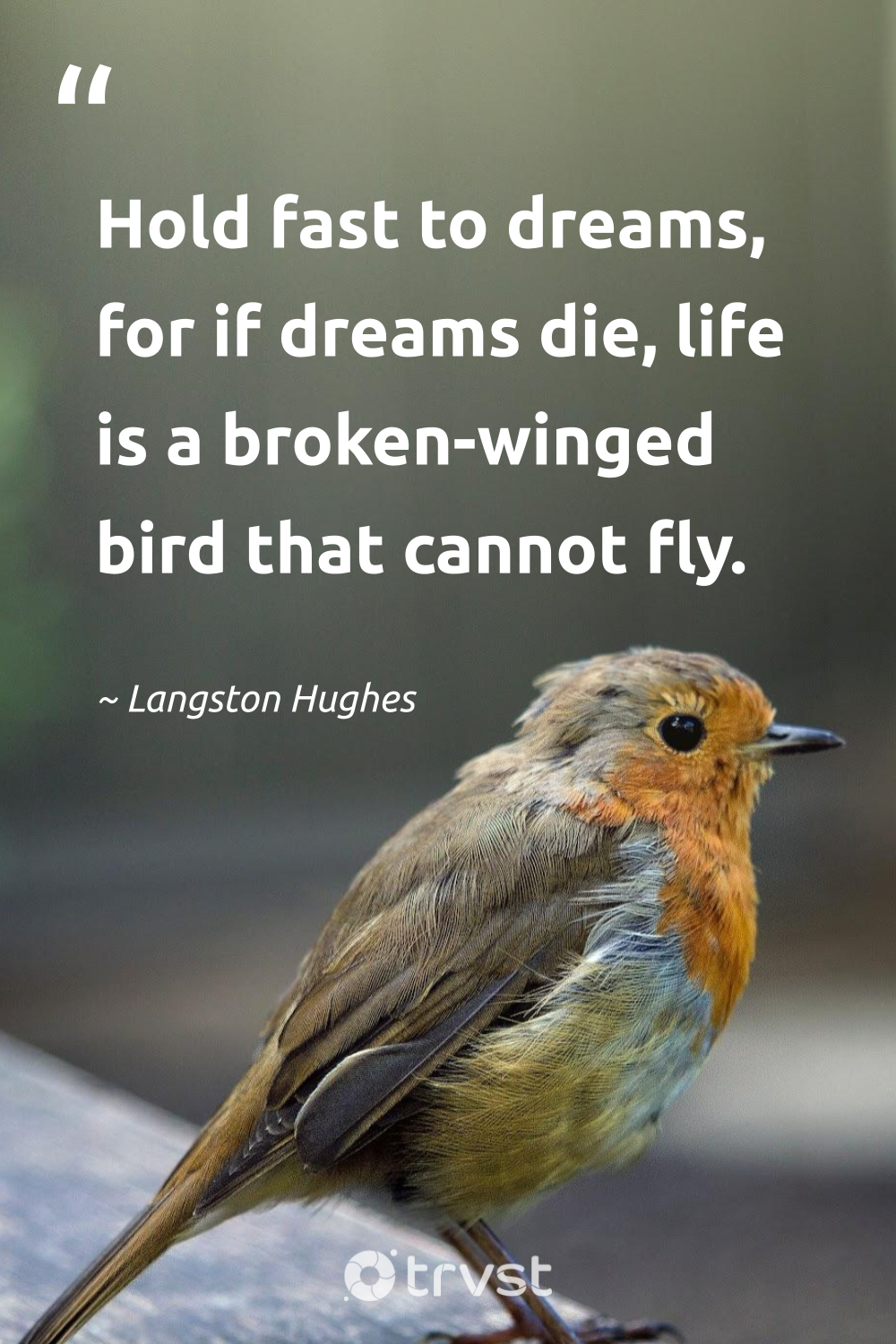 86 Bird Quotes And Sayings About Freedom And More (2025)