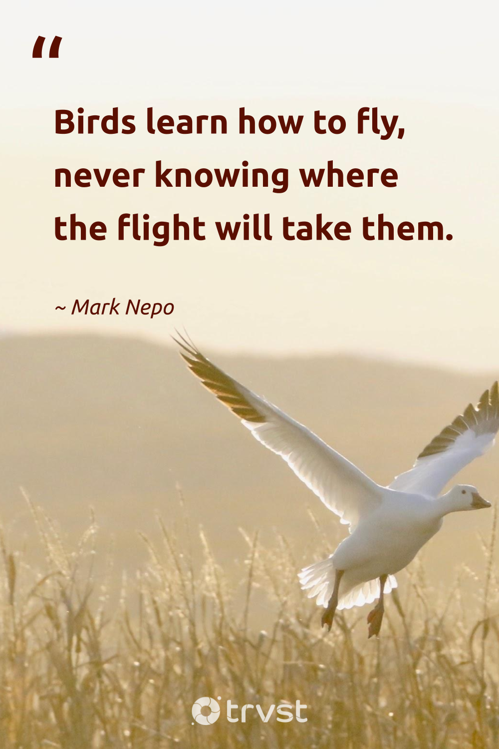 86 Bird Quotes And Sayings About Freedom And More (2025)