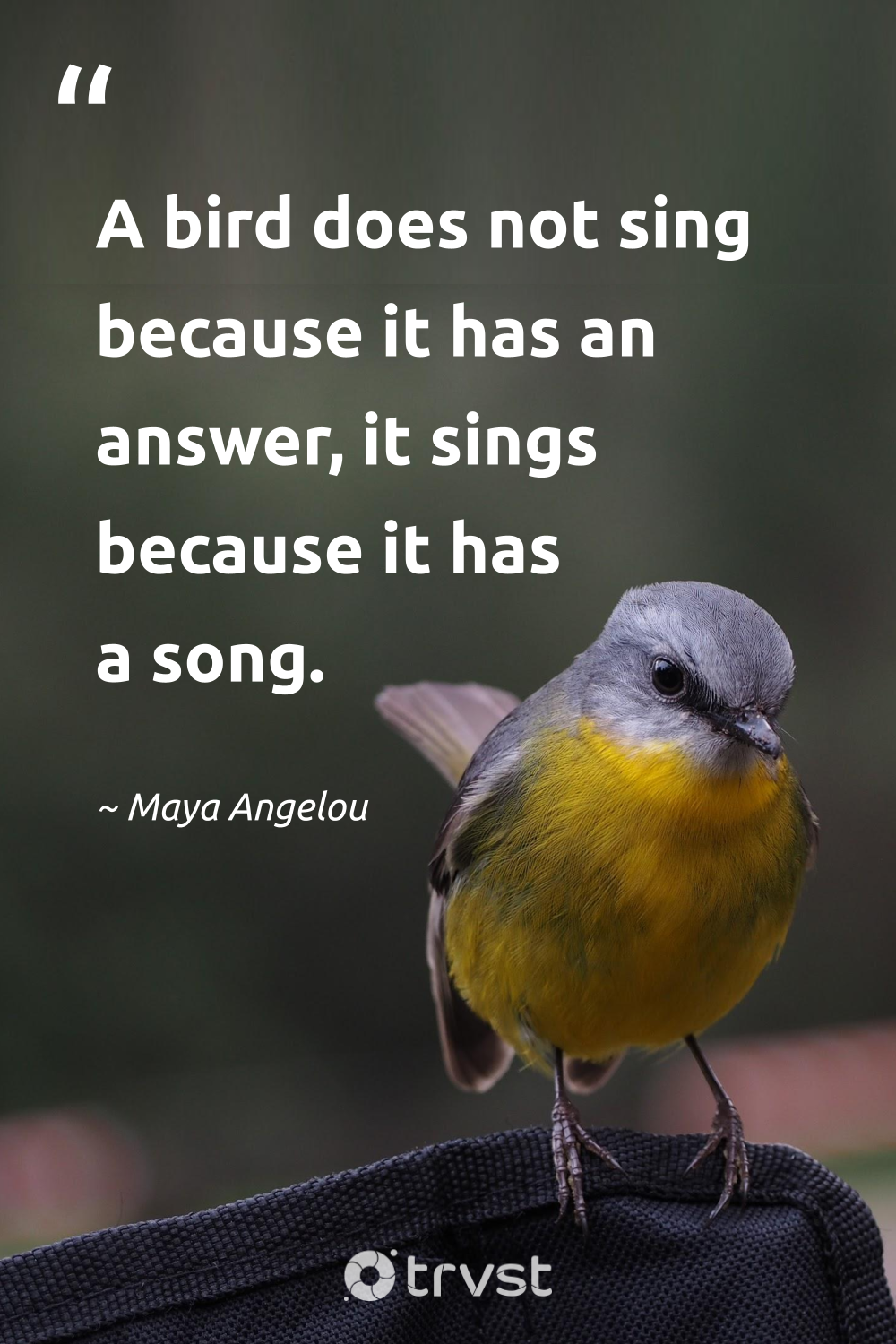 86 Bird Quotes And Sayings About Freedom And More (2024)