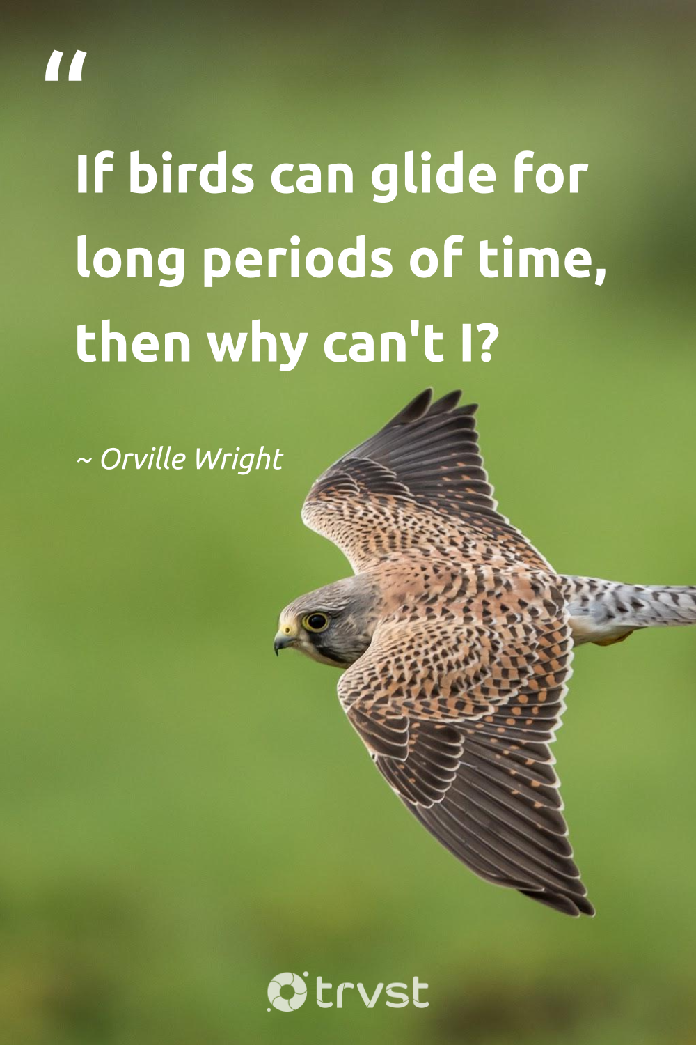 86 Bird Quotes And Sayings About Freedom And More (2025)