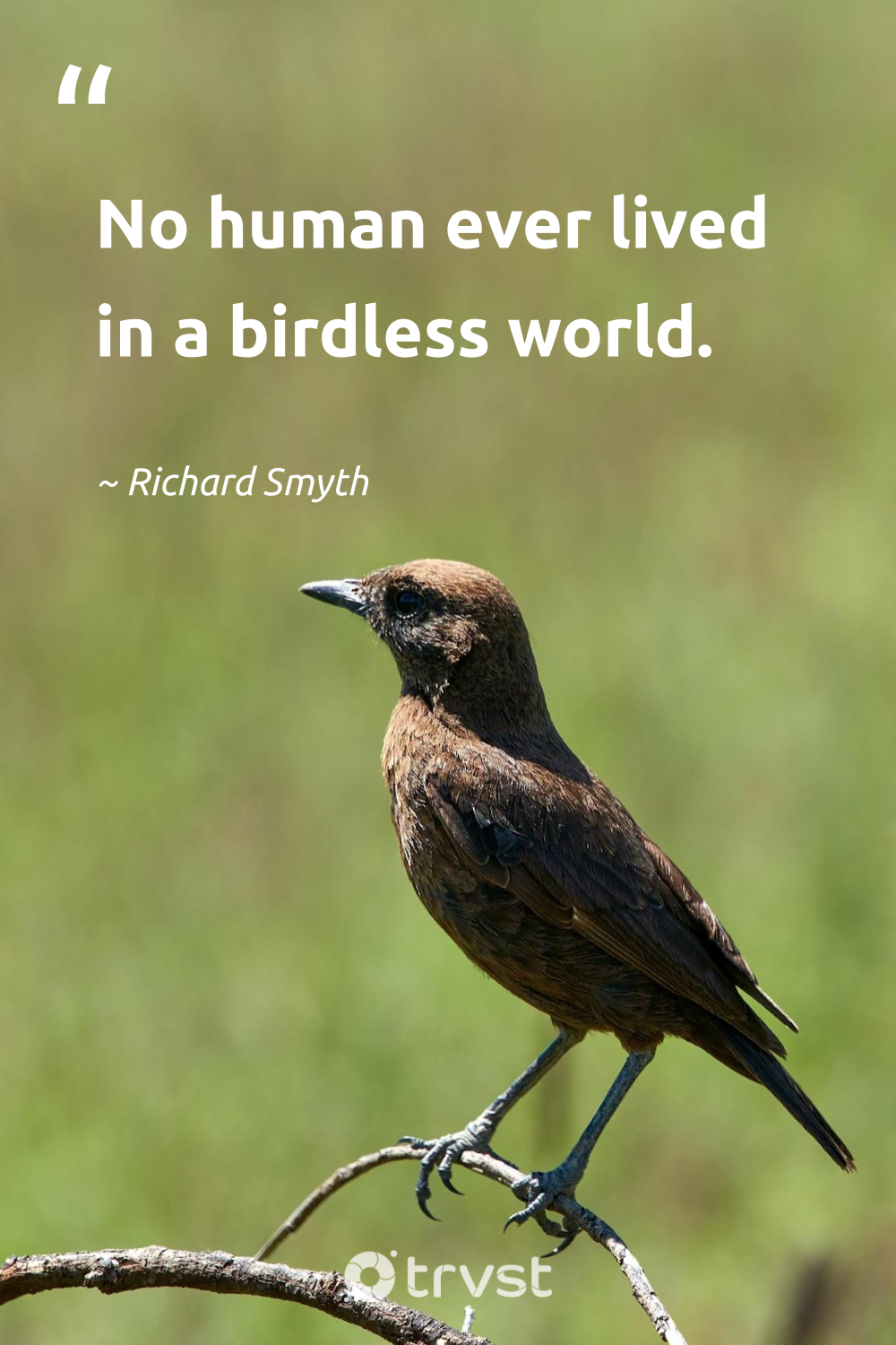 86 Bird Quotes And Sayings About Freedom And More (2025)