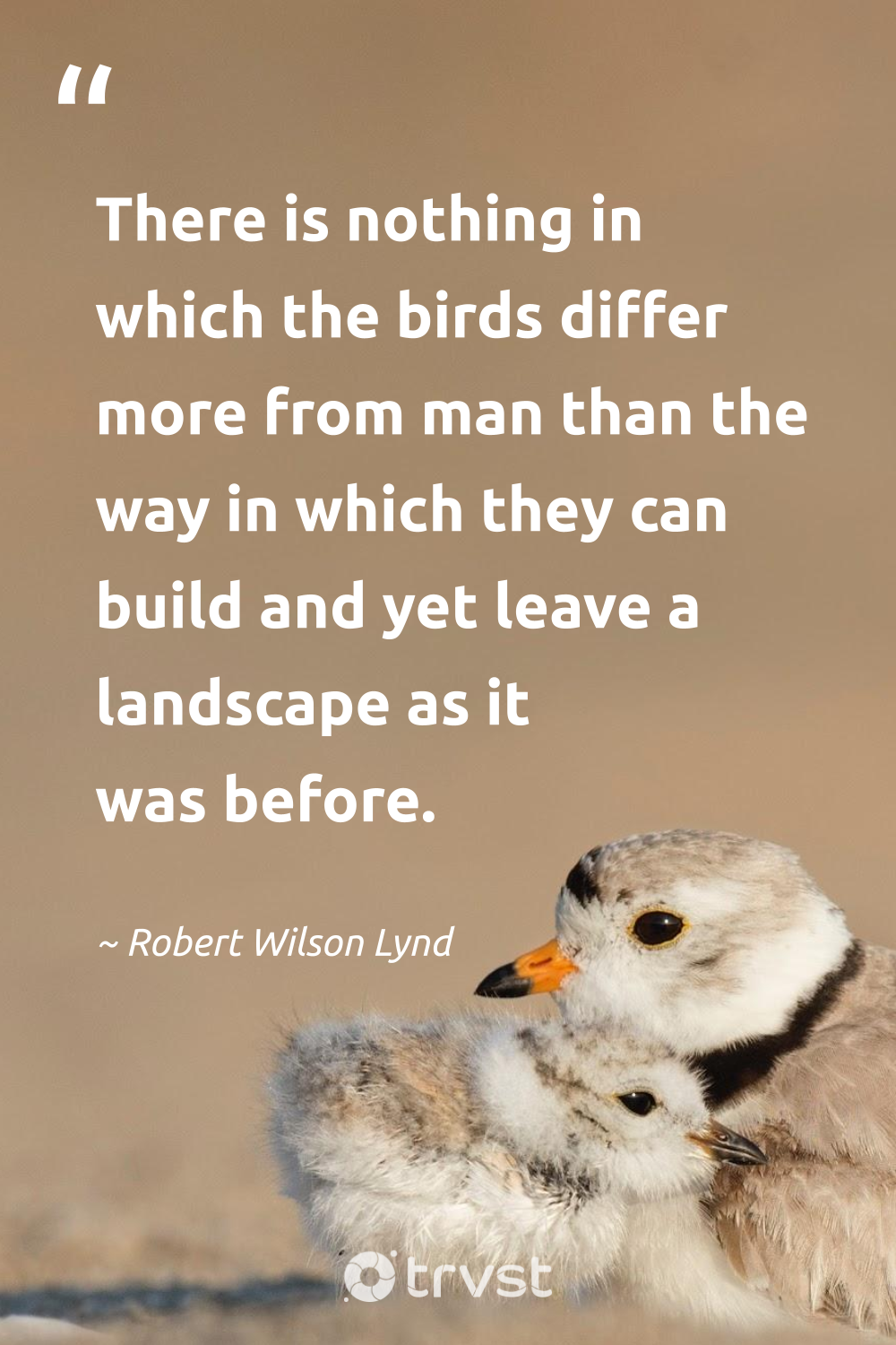 86 Bird Quotes And Sayings About Freedom And More (2025)