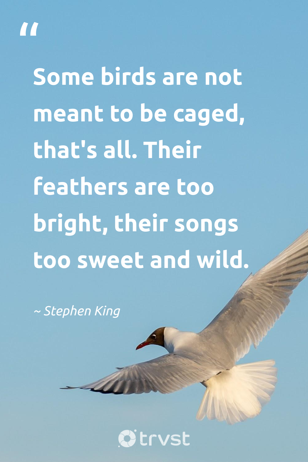 86 Bird Quotes And Sayings About Freedom And More (2024)
