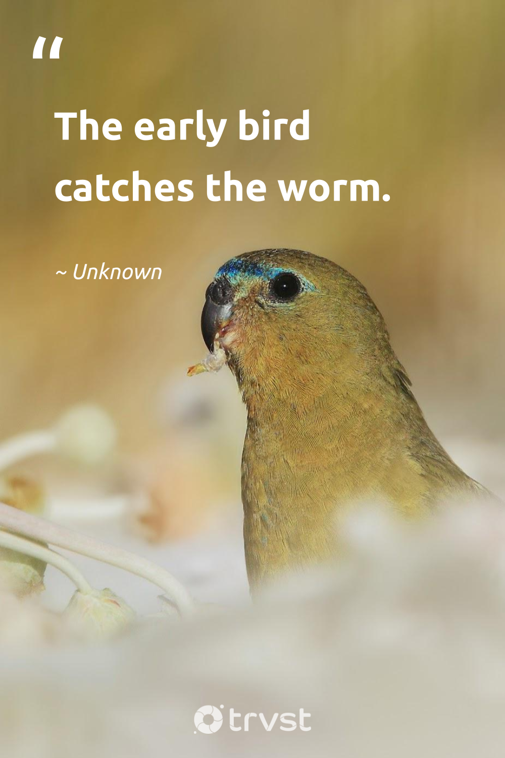 86 Bird Quotes And Sayings About Freedom And More (2024)