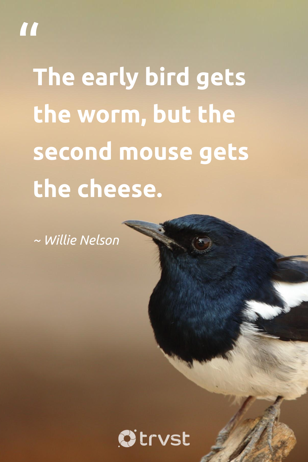 86 Bird Quotes And Sayings About Freedom And More (2025)