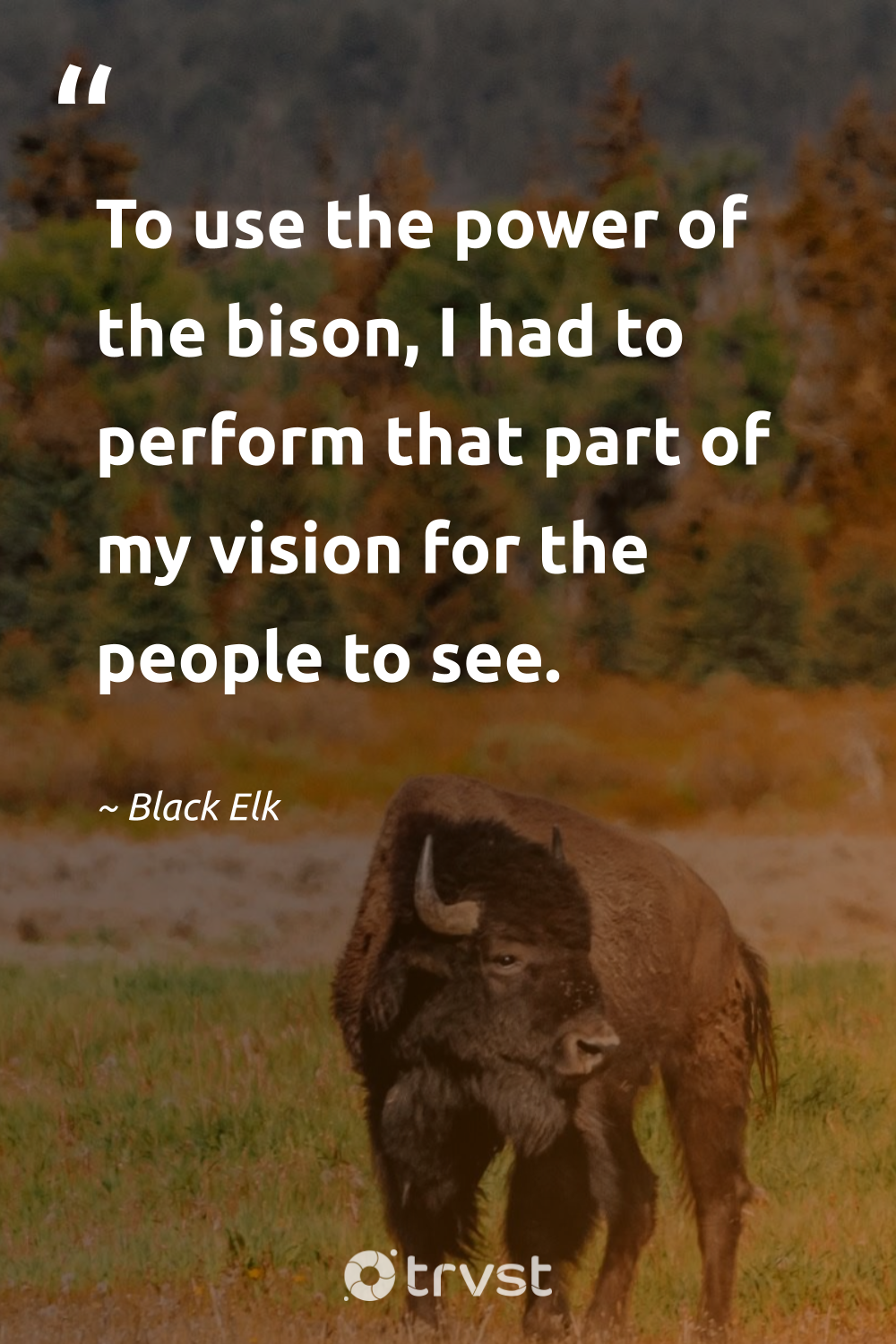 7 Bison Quotes About The Humongous Bovines