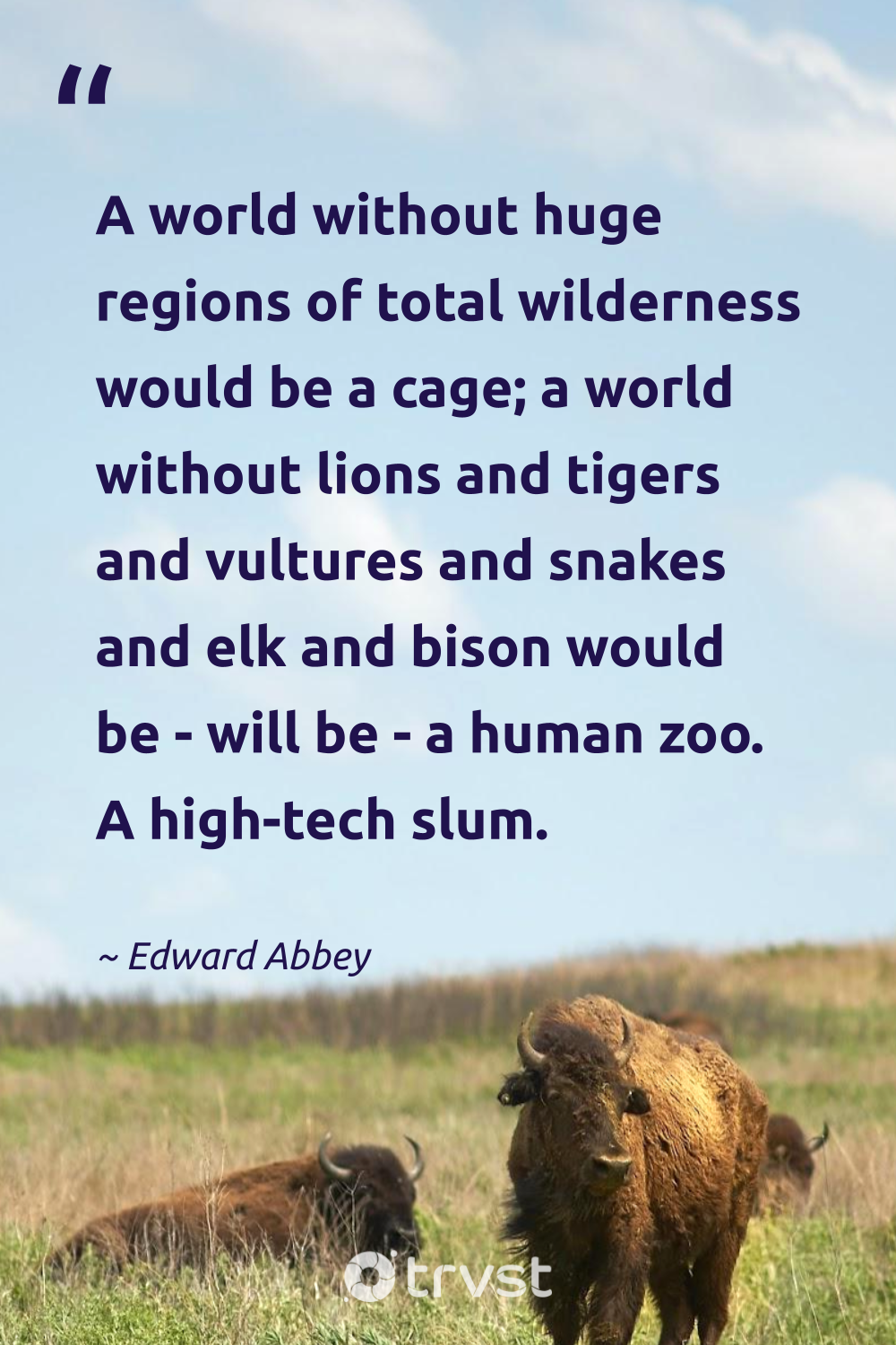 7 Bison Quotes About The Humongous Bovines