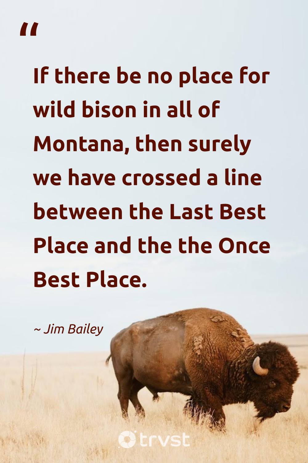 7 Bison Quotes About The Humongous Bovines