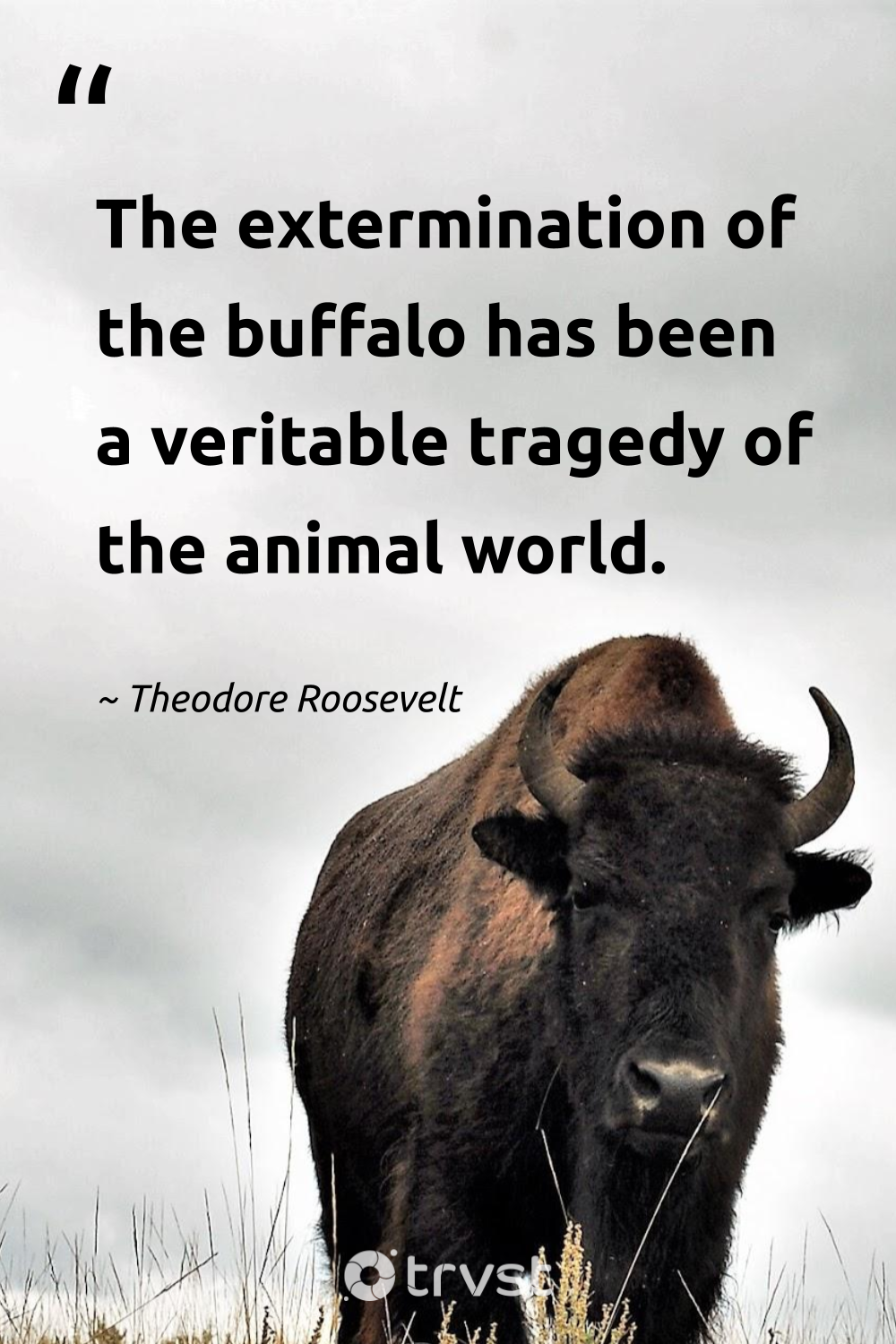 7 Bison Quotes About The Humongous Bovines