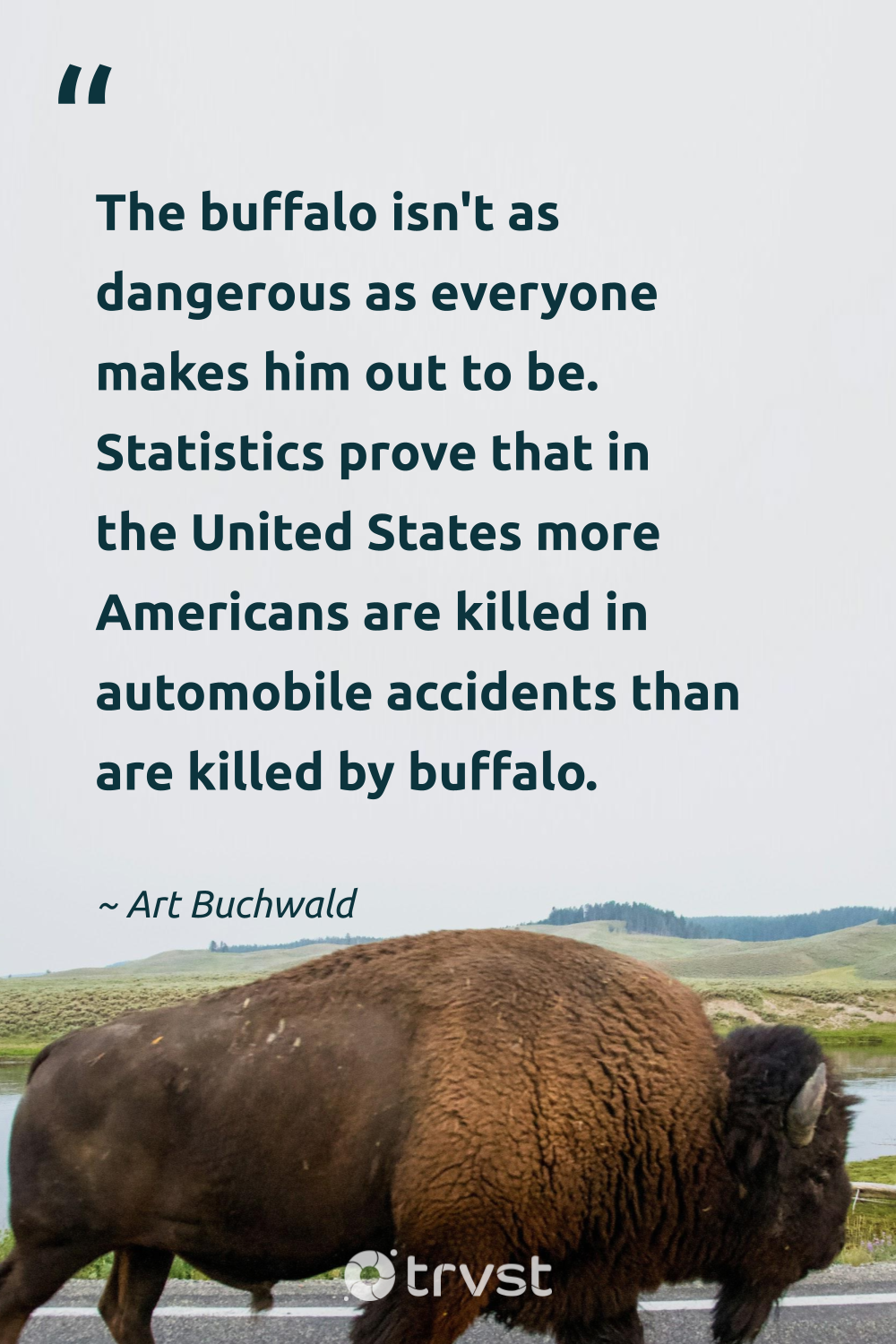 18 Buffalo Quotes About The Robust Bovids