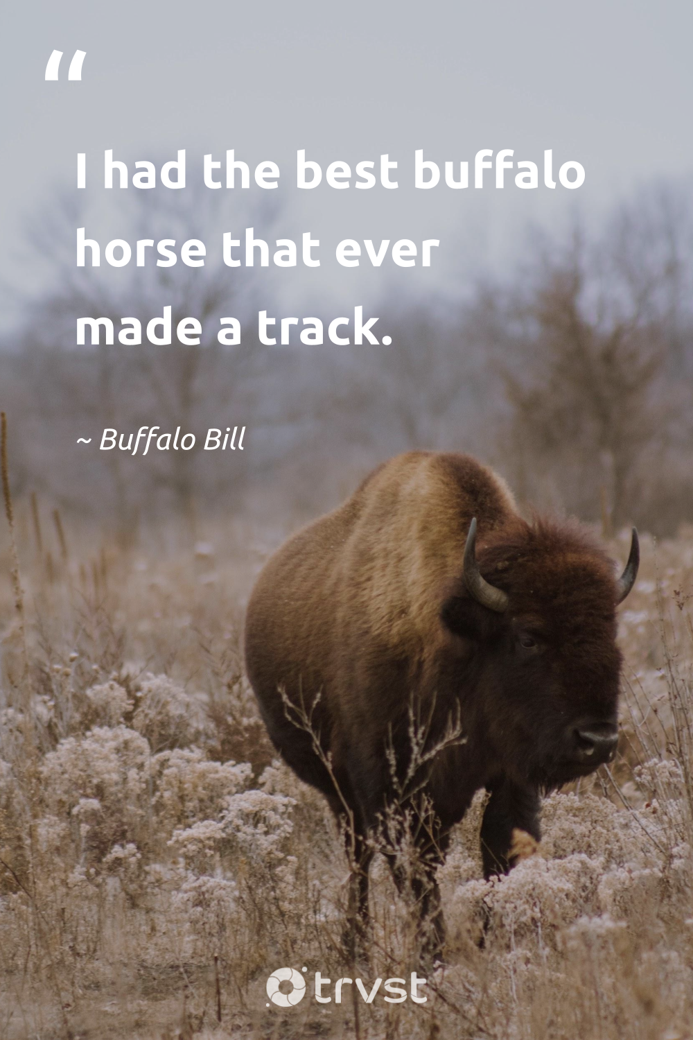 18 Buffalo Quotes About The Robust Bovids