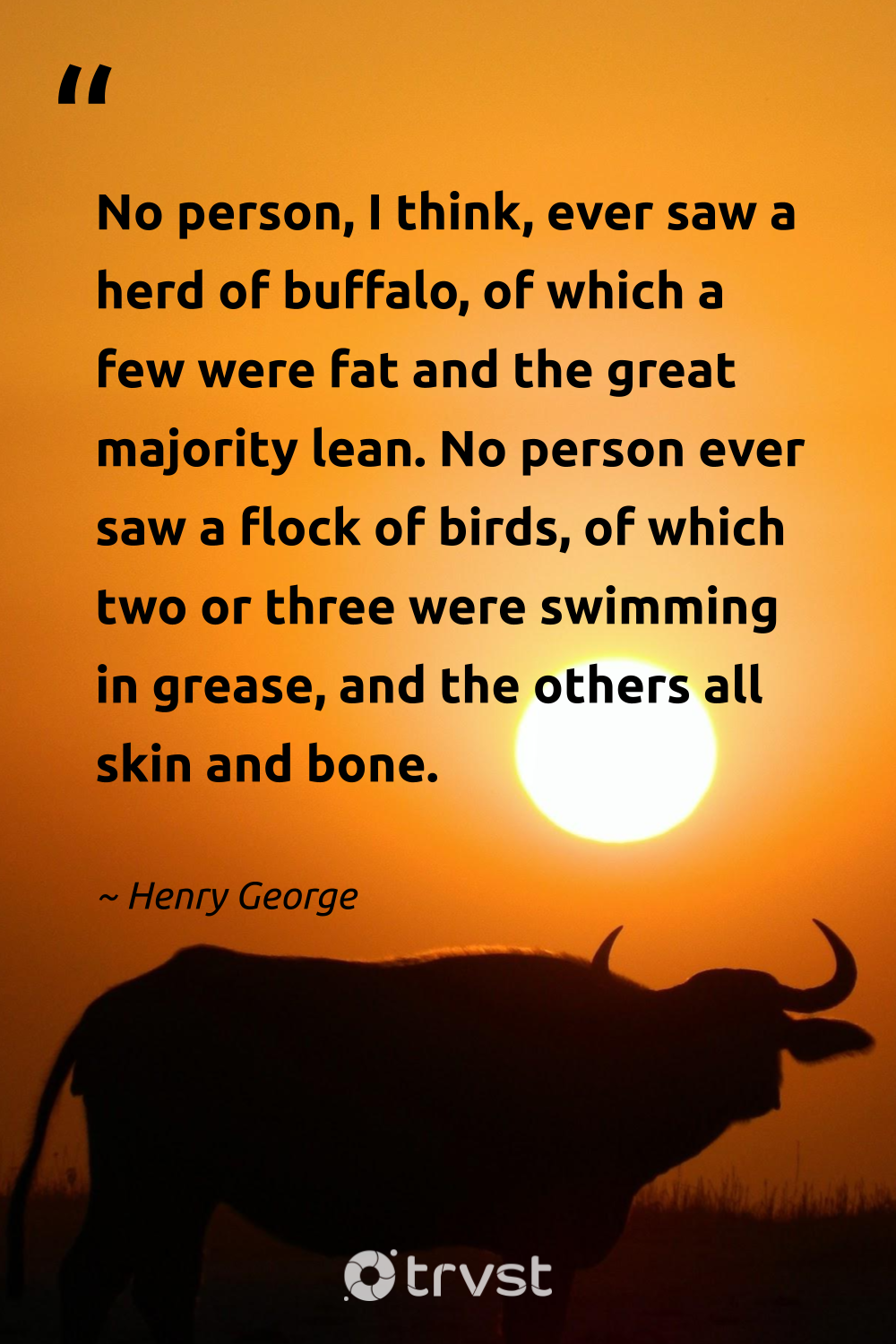18 Buffalo Quotes About The Robust Bovids