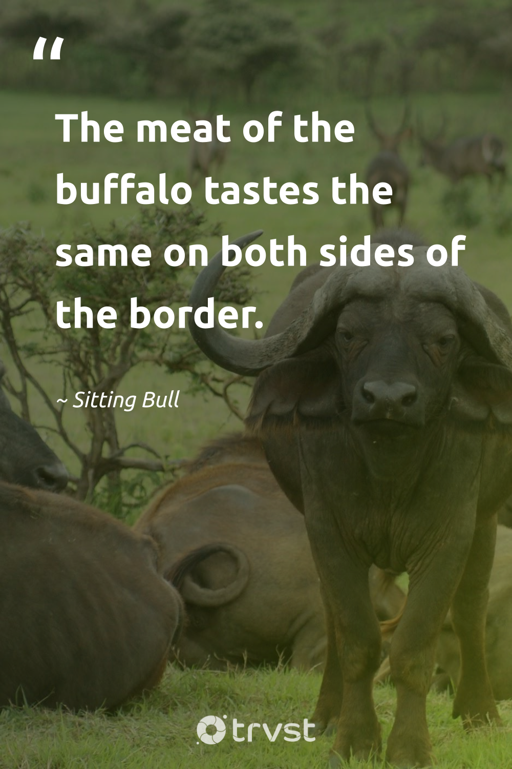 18 Buffalo Quotes About The Robust Bovids