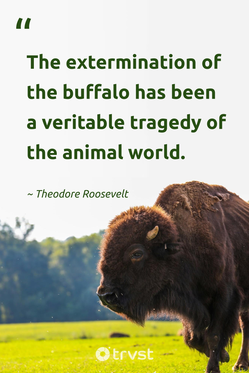 18 Buffalo Quotes About The Robust Bovids