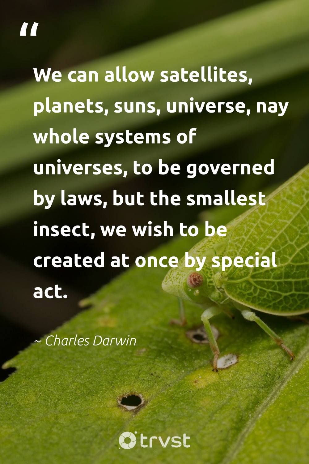 33 Bug Quotes for Insect Lovers and Buggy Life Moments (2024)