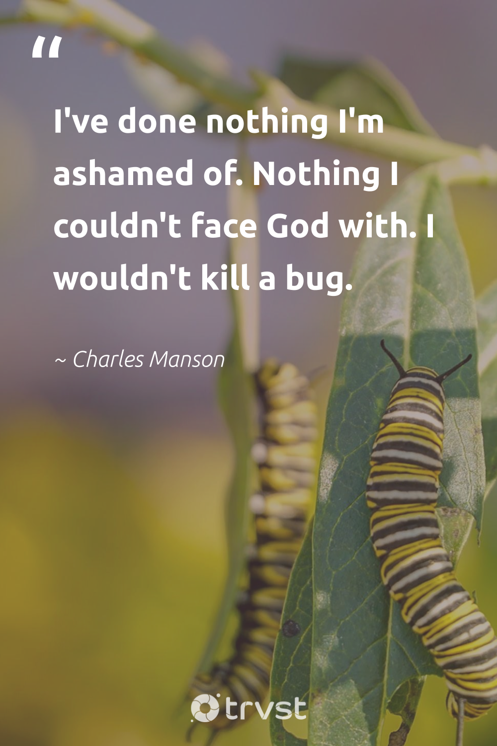 33 Bug Quotes for Insect Lovers and Buggy Life Moments (2025)